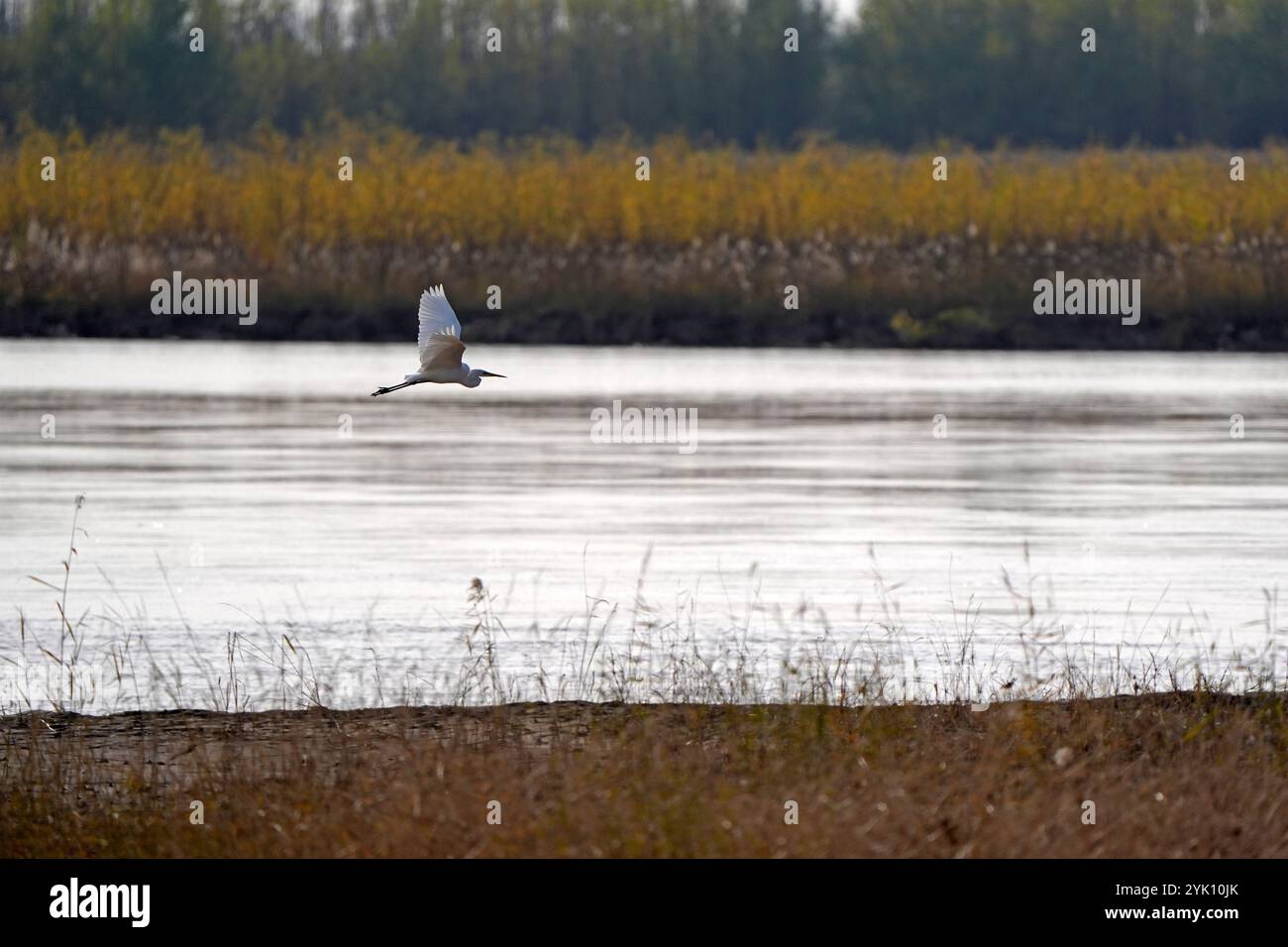 Yinchuan. 16th Nov, 2024. A migratory bird is pictured at a section of ...