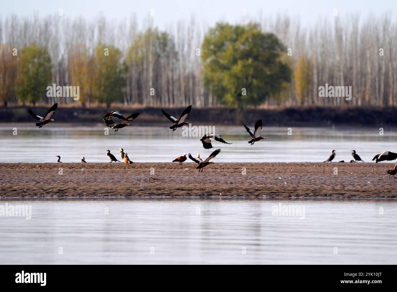 Ningxia section of the yellow river hi-res stock photography and images ...