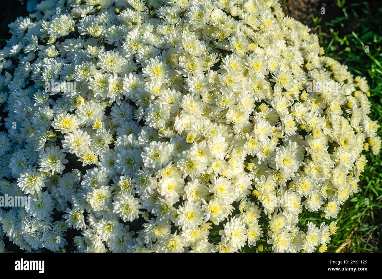Spherical bush of white chrysanthemums. White flowers, landscape design ...