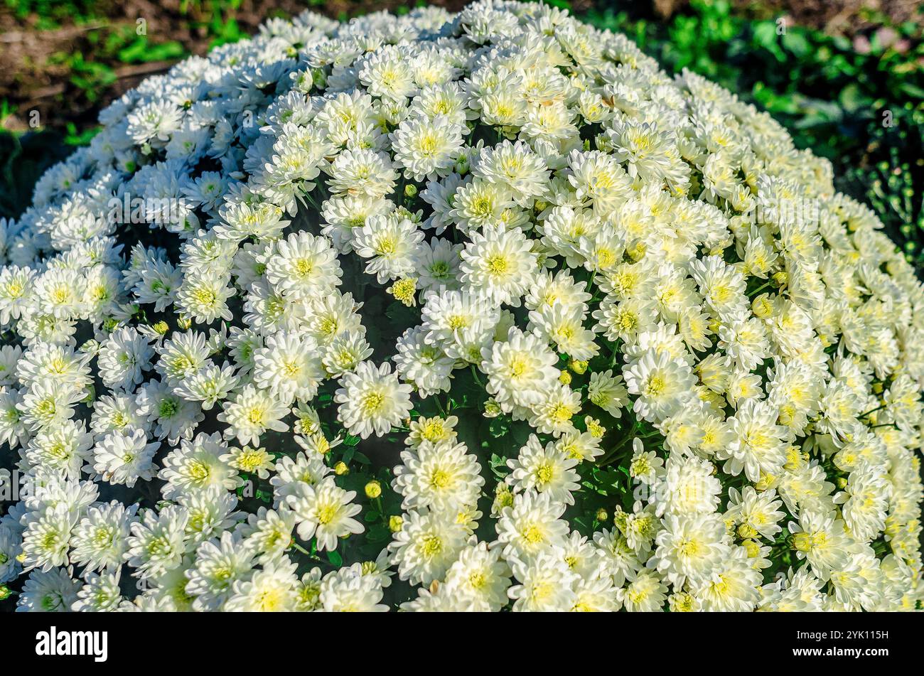 Spherical bush of white chrysanthemums. White flowers, landscape design ...