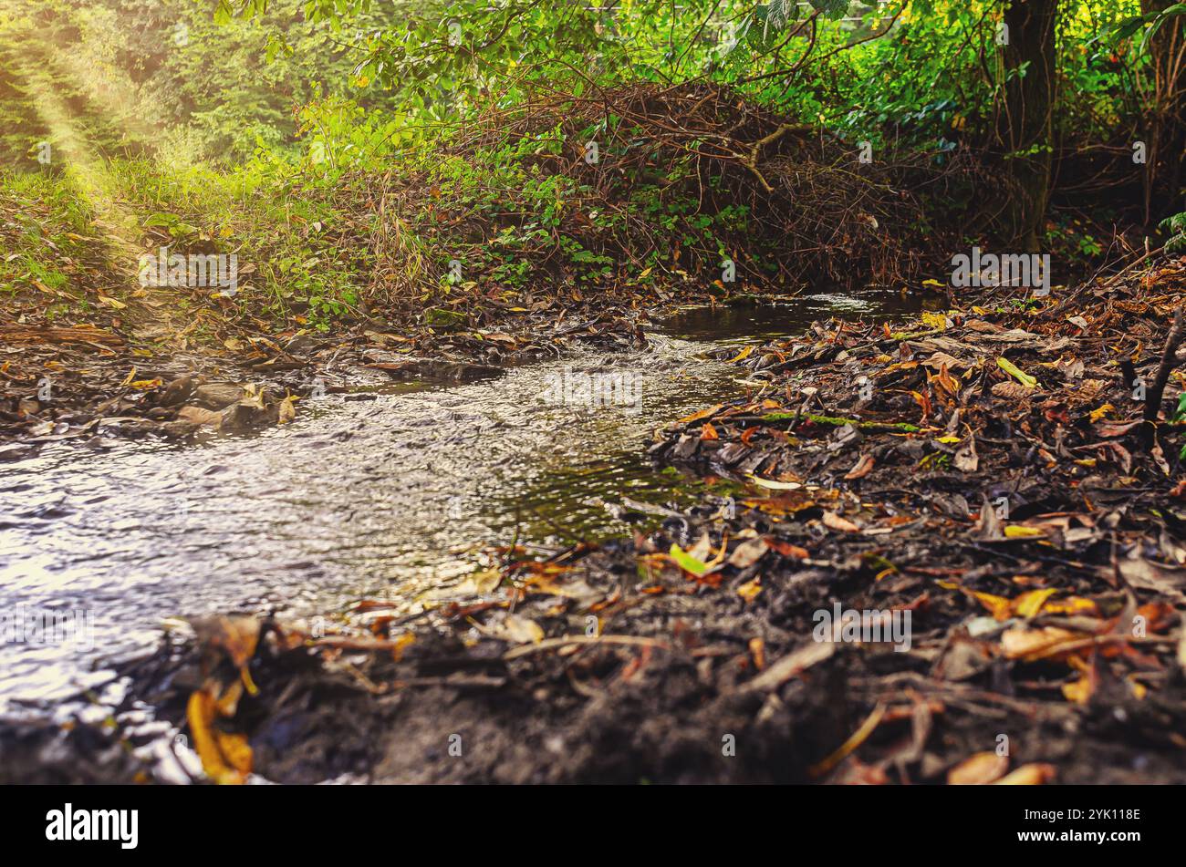 Stream in sunlight. Forest landscape with stream among fallen leaves ...