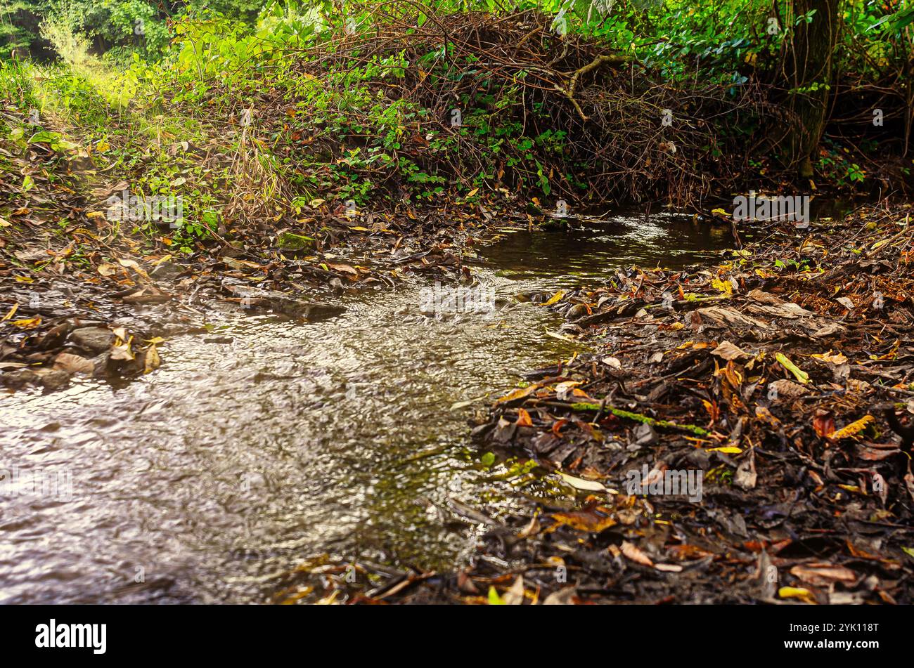 Forest landscape with stream among fallen leaves and branches. Stream ...