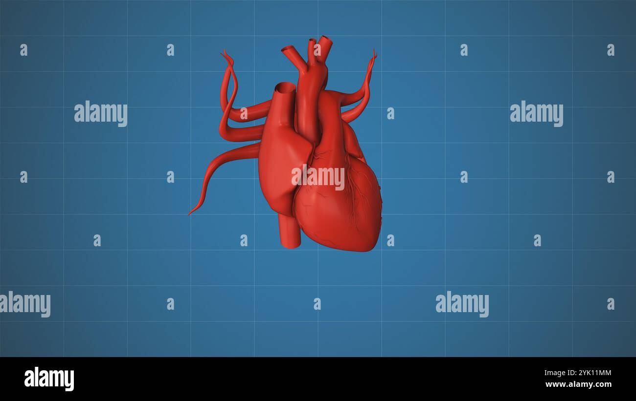 Human heart with a cardiogram pulse line Stock Photo - Alamy