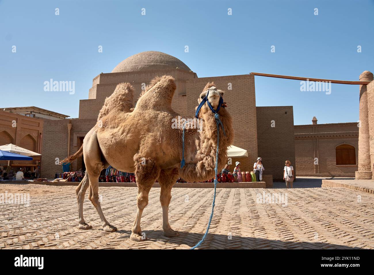 Khiva,Uzbekistan; September, 21,2024:A camel used for tourist rides ...