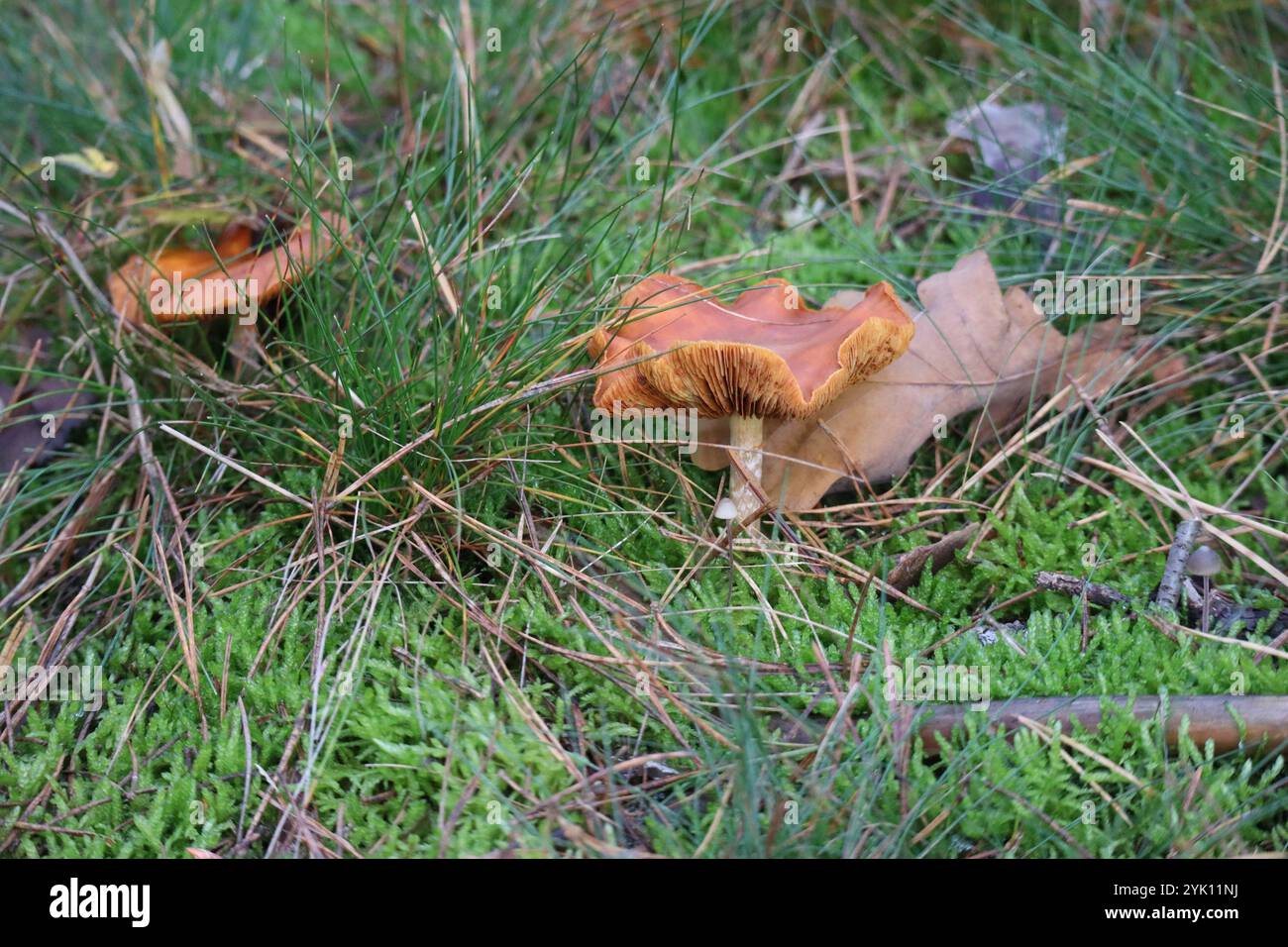 Common rustgill mushrooms hi-res stock photography and images - Alamy