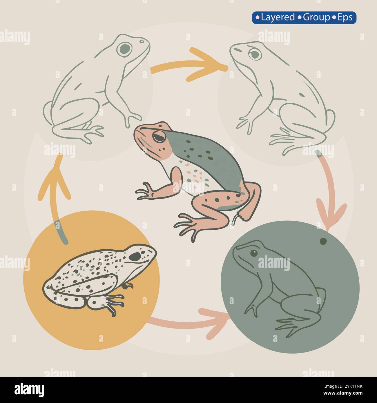 Biology frog anatomy parts of frog llustration Stock Vector Image & Art ...