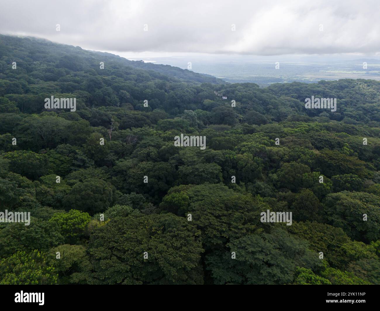 Thick layer of trees covers landscape, with gentle hills visible in ...