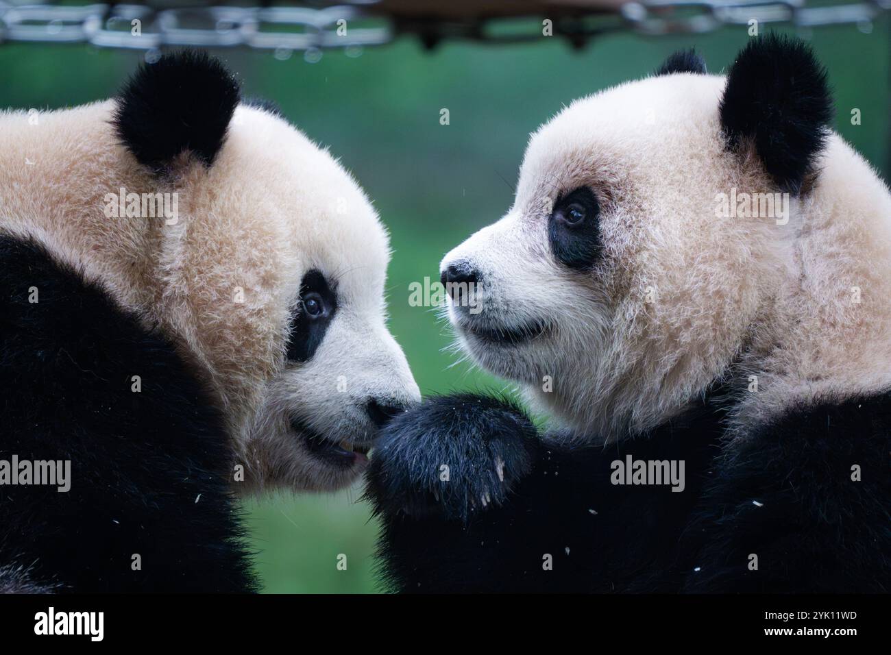 CHONGQING, CHINA - NOVEMBER 16, 2024 - Giant pandas Yu Ke and Yu Ai ...