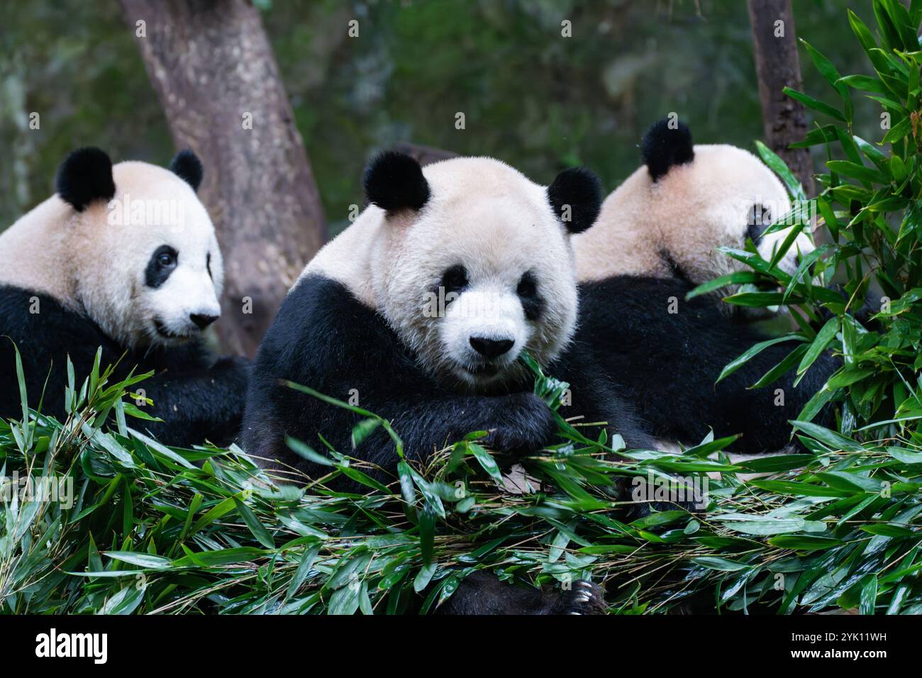 CHONGQING, CHINA - NOVEMBER 16, 2024 - Giant pandas gather around a ...