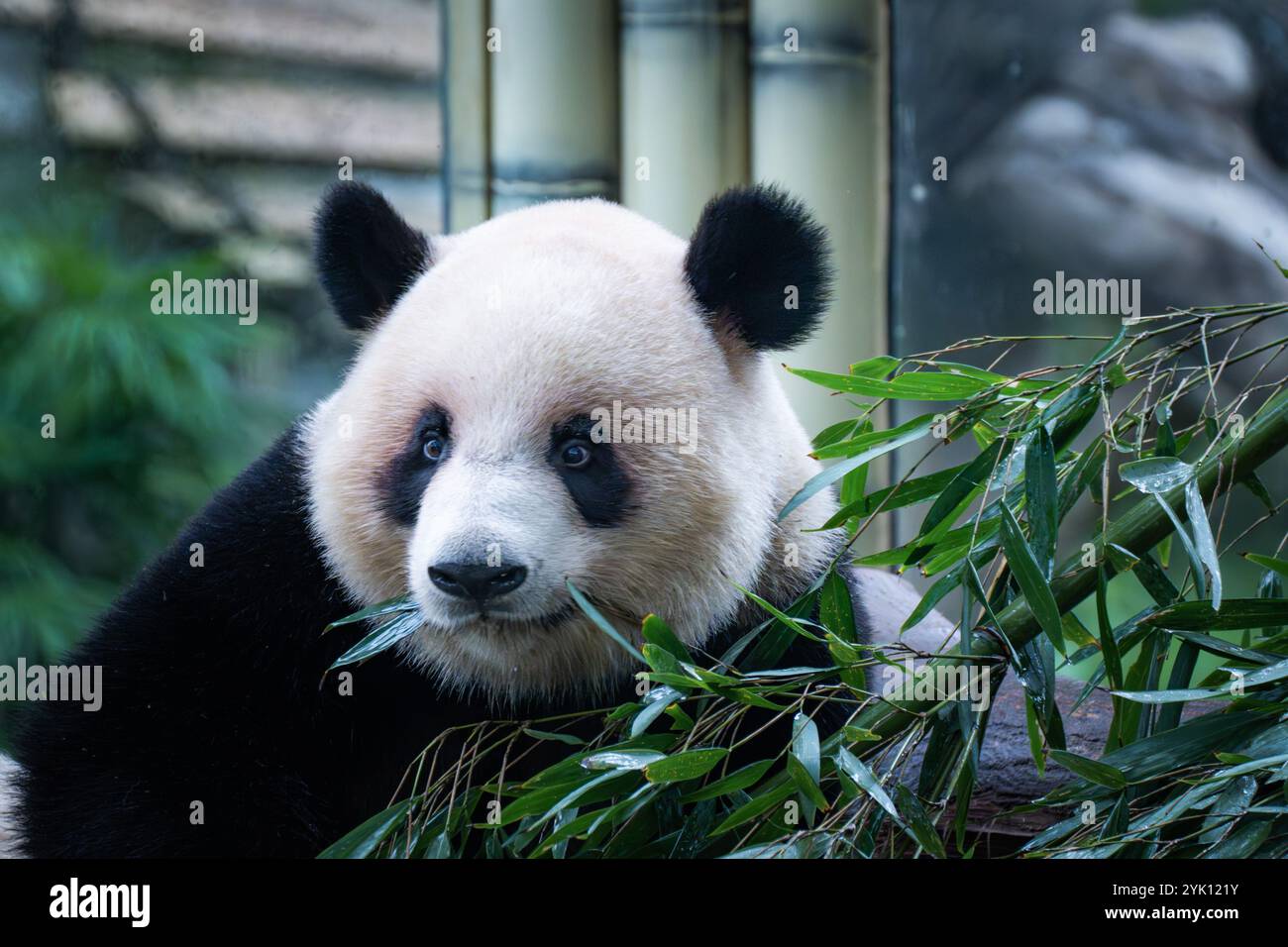 CHONGQING, CHINA - NOVEMBER 16, 2024 - Giant panda Xing Xing eats ...
