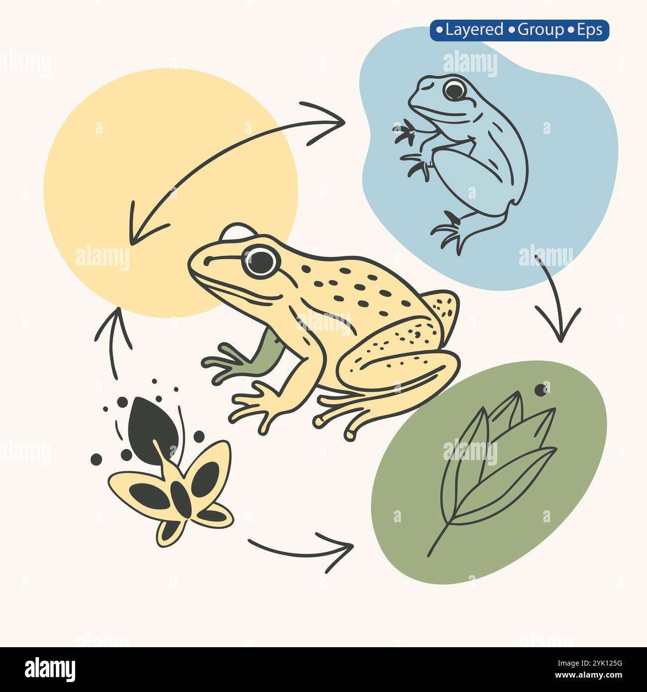 Aquatic anatomy Stock Vector Images - Alamy