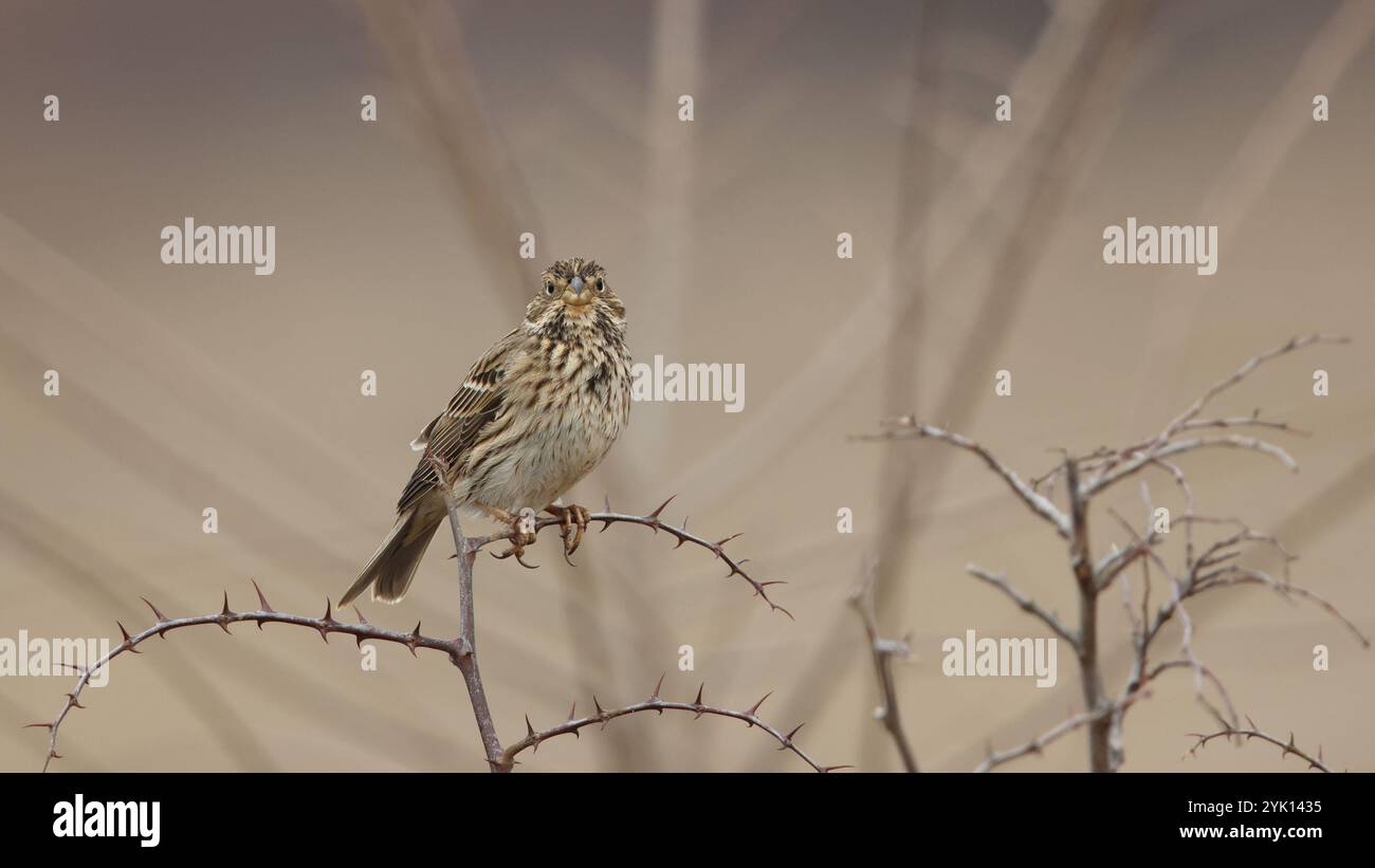 Corn Bunting perching on thorny branch Stock Photo - Alamy