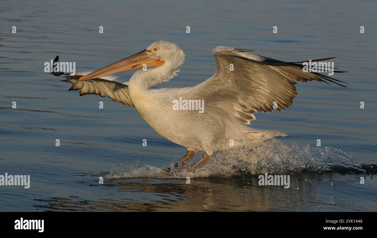 An immature Dalmatian Pelican ist landing with a big splash on Lake ...