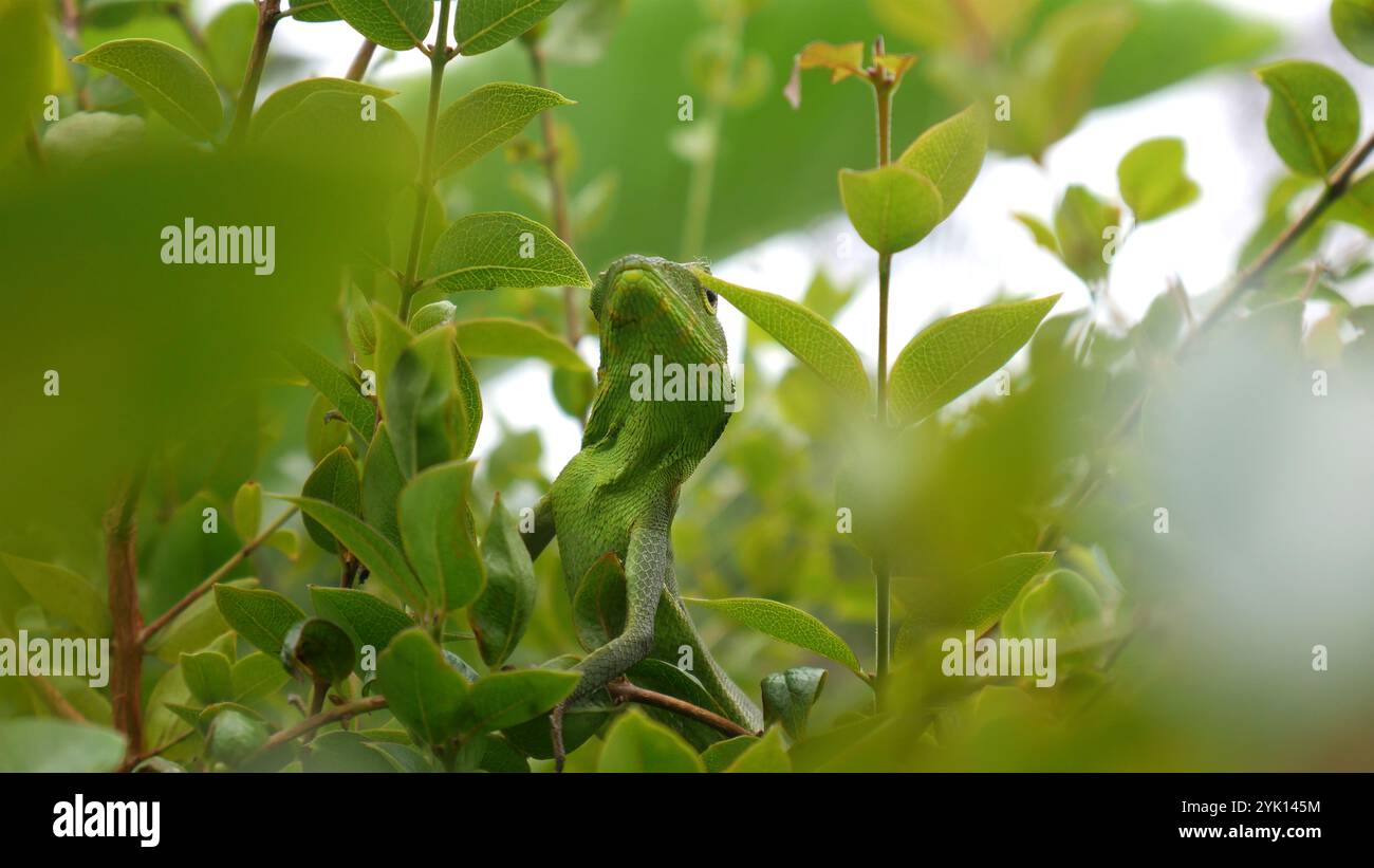 Close-up Green chameleon looks very calm hiding among the green leaves ...