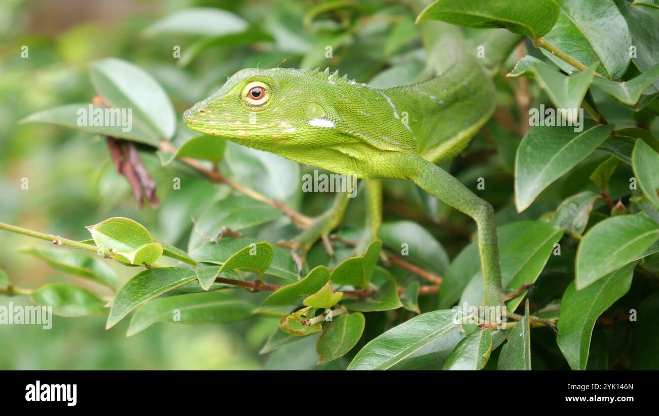 Green chameleon poses calmly on a twig and leaves. Its light green body ...