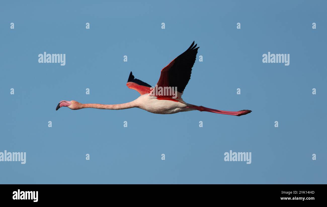 Greater Flamingo in flight in the blue sky Stock Photo - Alamy