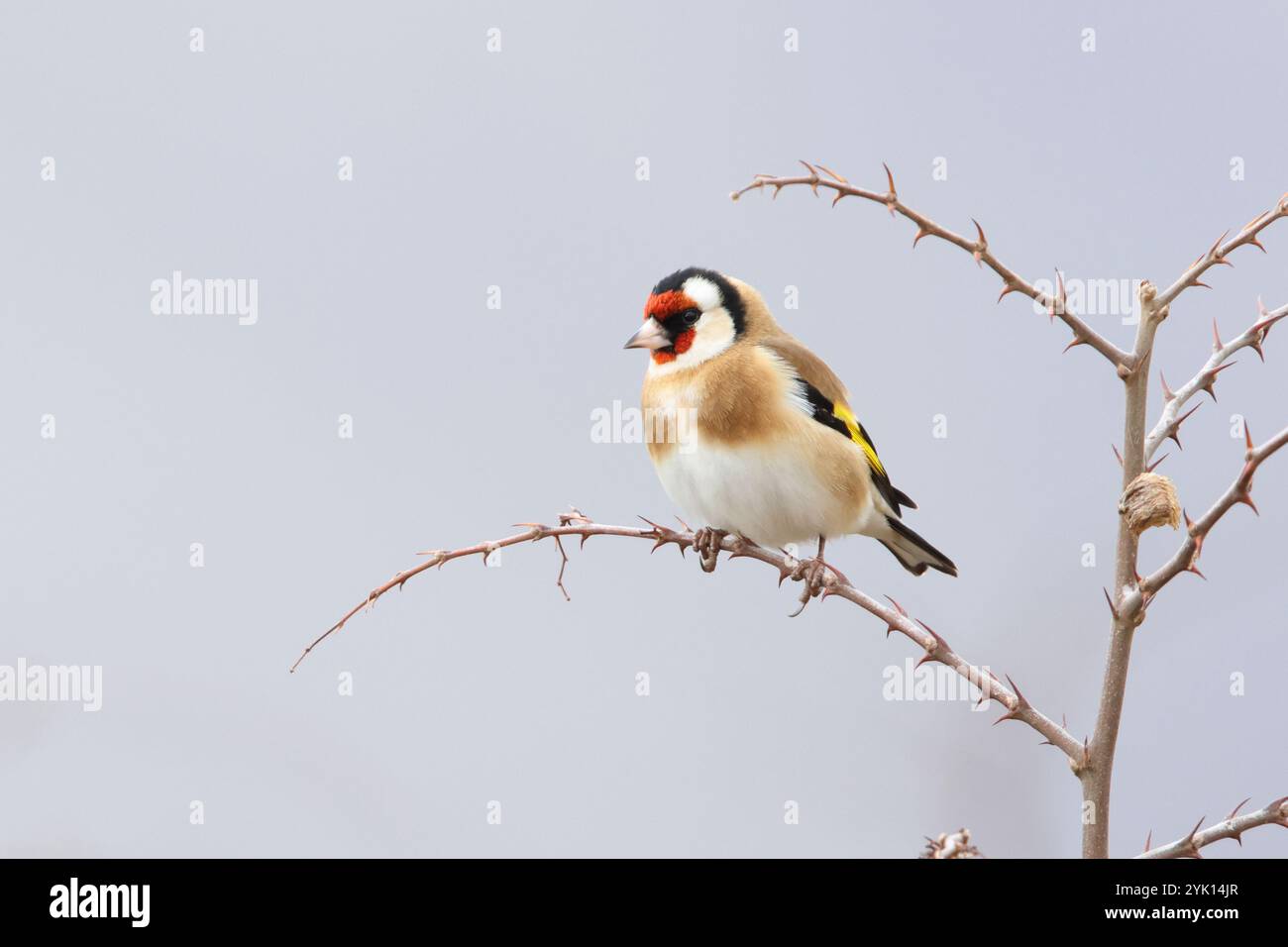 Finch perching hi-res stock photography and images - Alamy