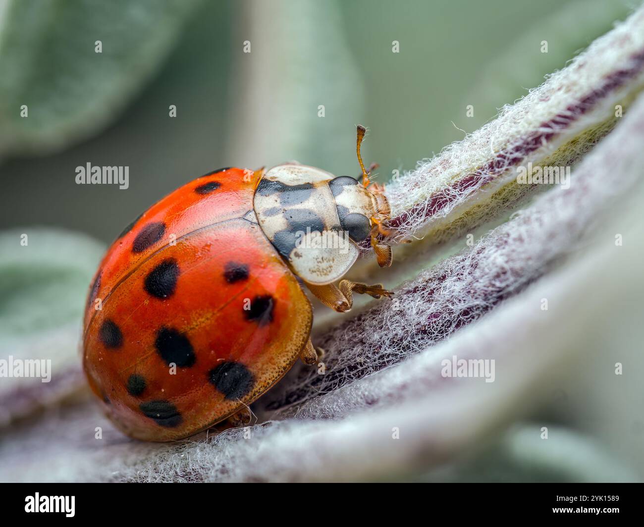 Perfect insects hi-res stock photography and images - Alamy