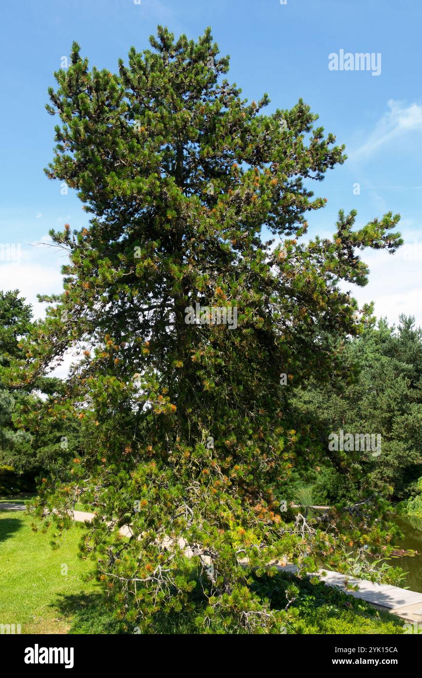 Pine trees pinus on coast hi-res stock photography and images - Alamy