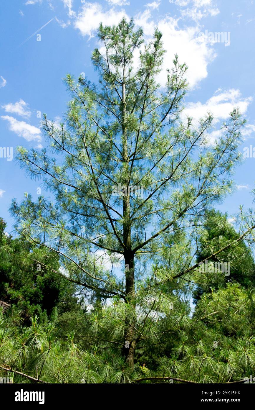 Bhutan pine pinus wallichiana hi-res stock photography and images - Alamy