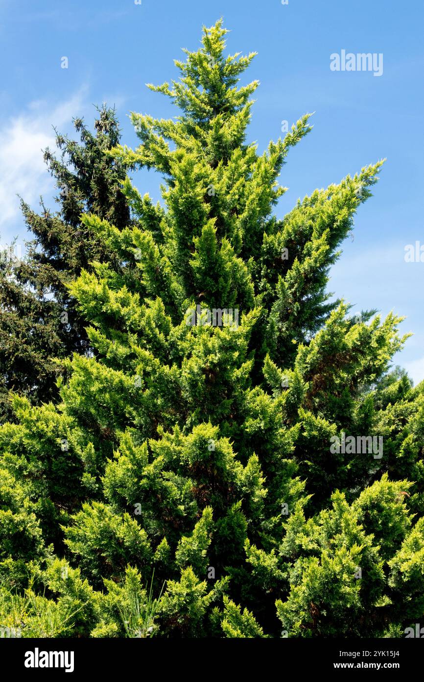 Leyland Cypress Tree Cupressus x leylandii "Gold Ryder Stock Photo - Alamy