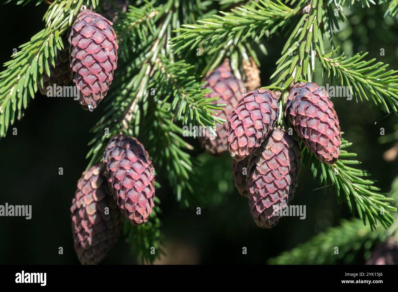 Picea purpurea cones hi-res stock photography and images - Alamy