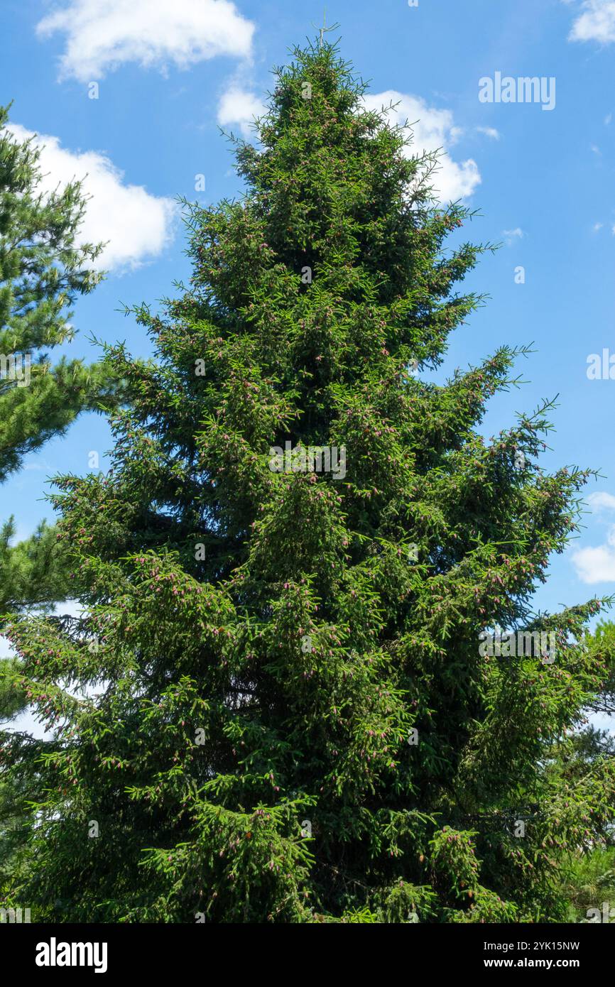 Picea purpurea hi-res stock photography and images - Alamy