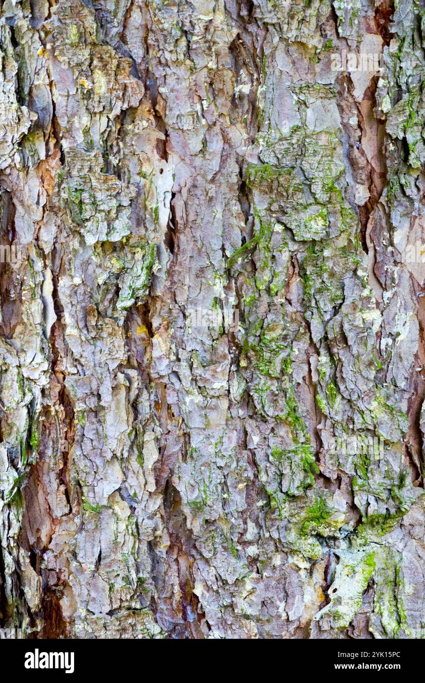 Picea koyamae Koyama Spruce Bark Texture Pattern Structure Stock Photo ...