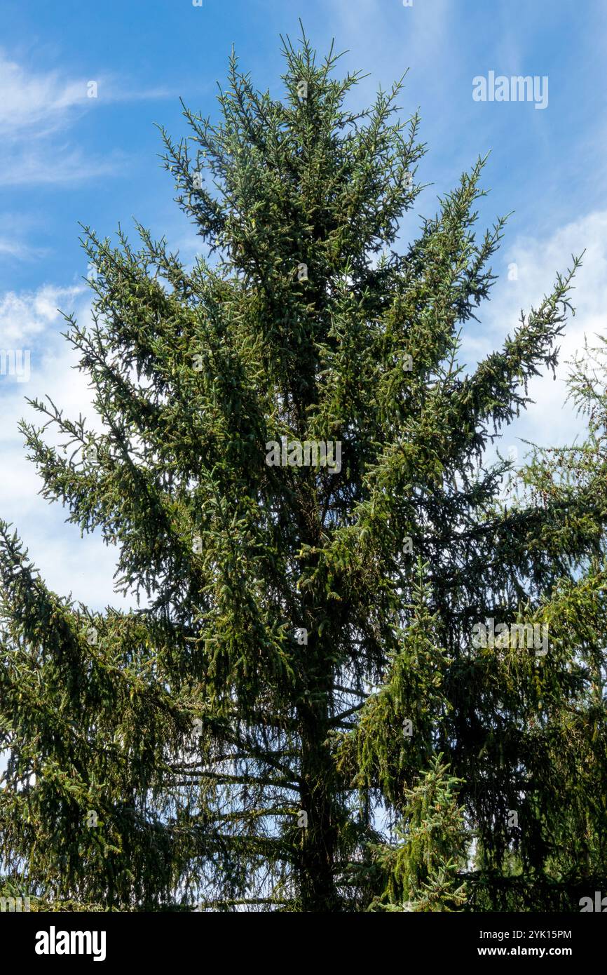 Old Tree Picea koyamae Stock Photo - Alamy