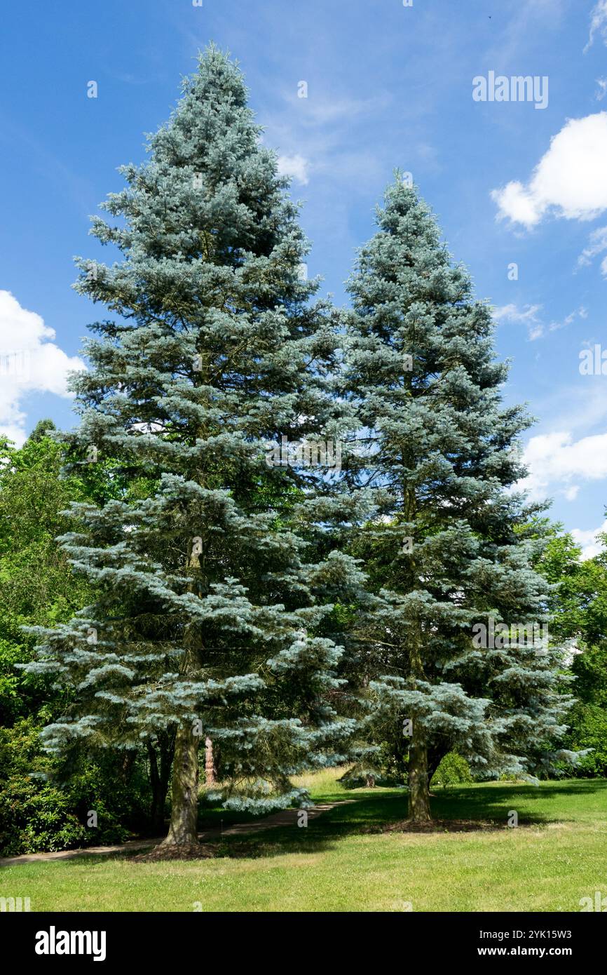 White Fir, Old Tree, Abies concolor Stock Photo - Alamy