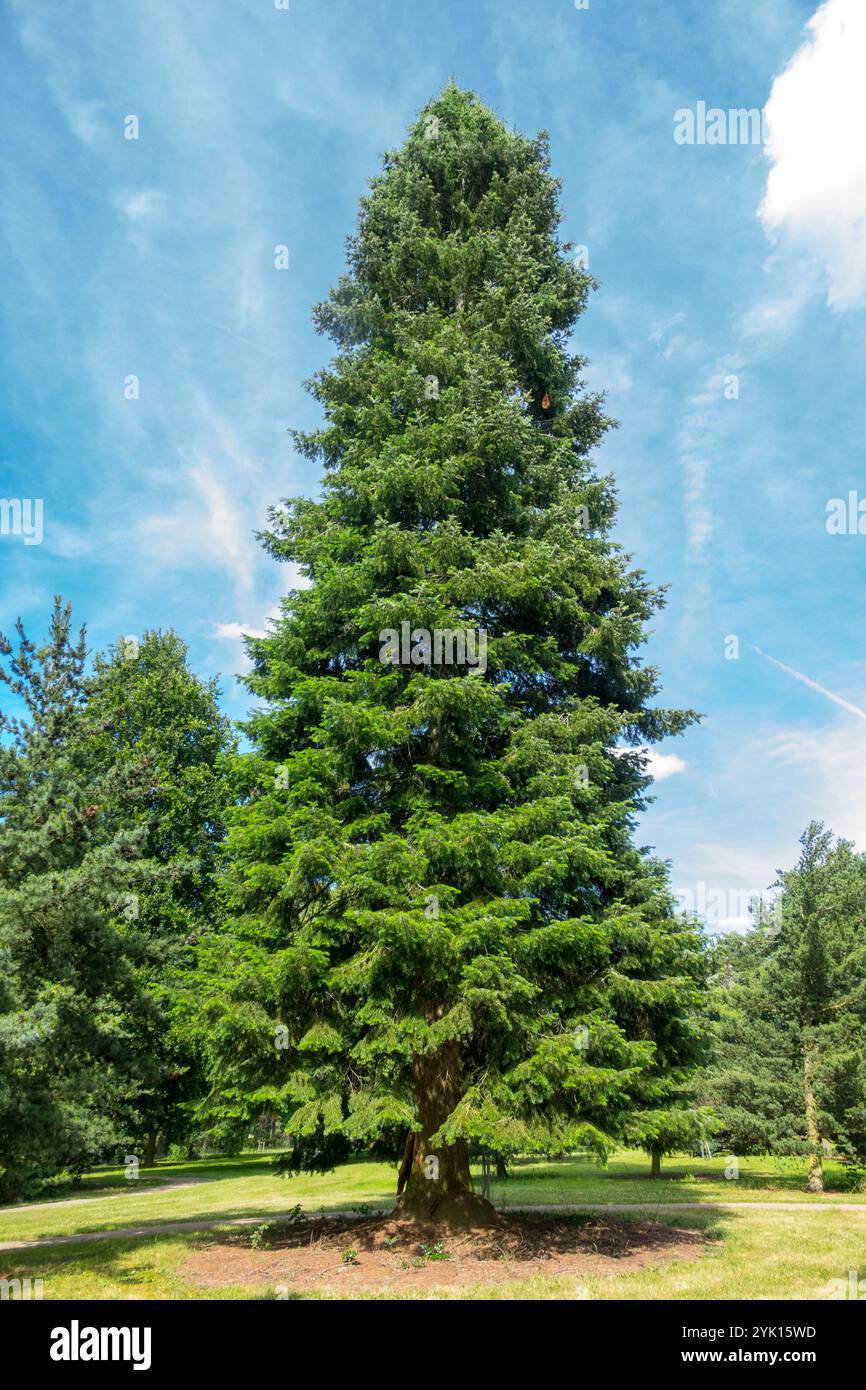 Old Abies grandis tree Grand Fir Giant Fir Yellow Fir Lowland White Fir ...
