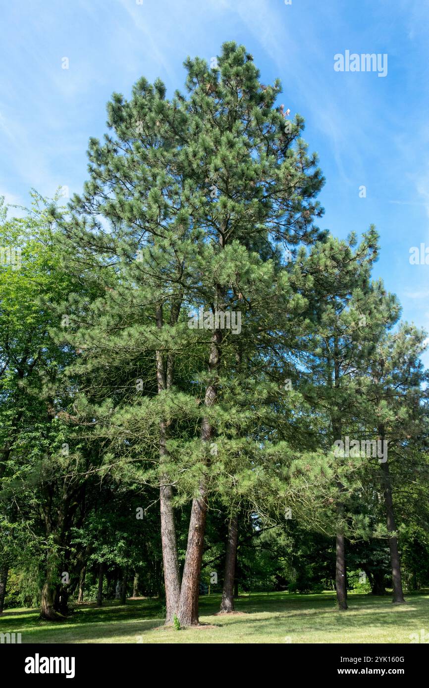 Pinus jeffreyi tree Stock Photo - Alamy