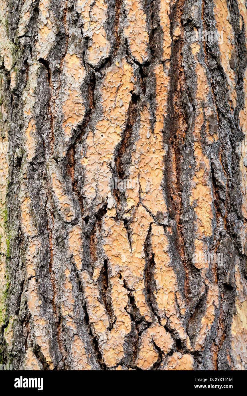Ponderosa pine tree bark hi-res stock photography and images - Alamy