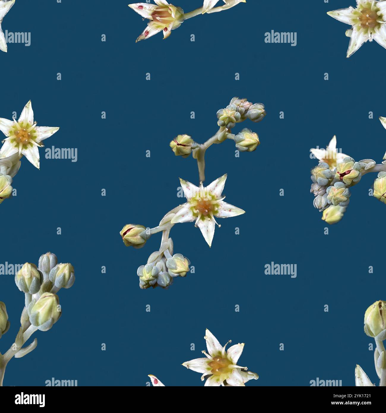 Seamless floral pattern featuring delicate white flowers on deep blue ...