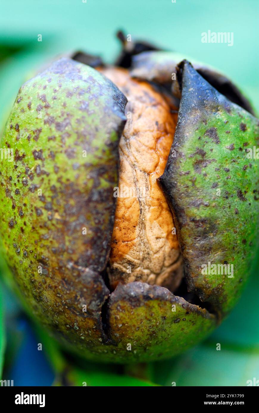 Detail of a walnut ((Juglans regia) inside its green shell Stock Photo ...
