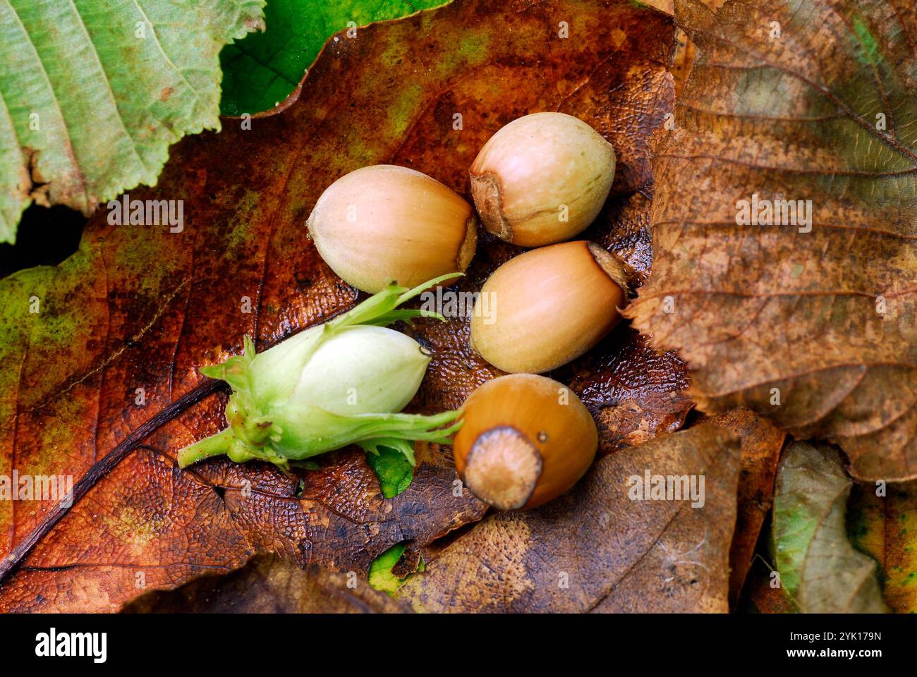 Wild hazelnuts (Corylus avellana) on the ground Stock Photo - Alamy