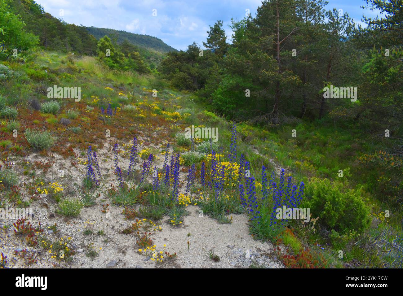 The viper's bugloss (Echium vulgare, in blue) and Lotus corniculatus ...