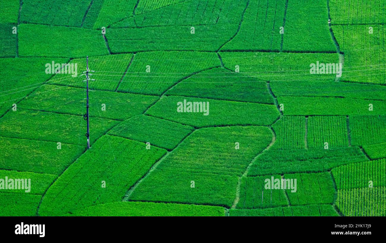 Vast green rice fields with visible patterns and irrigation lines Stock ...