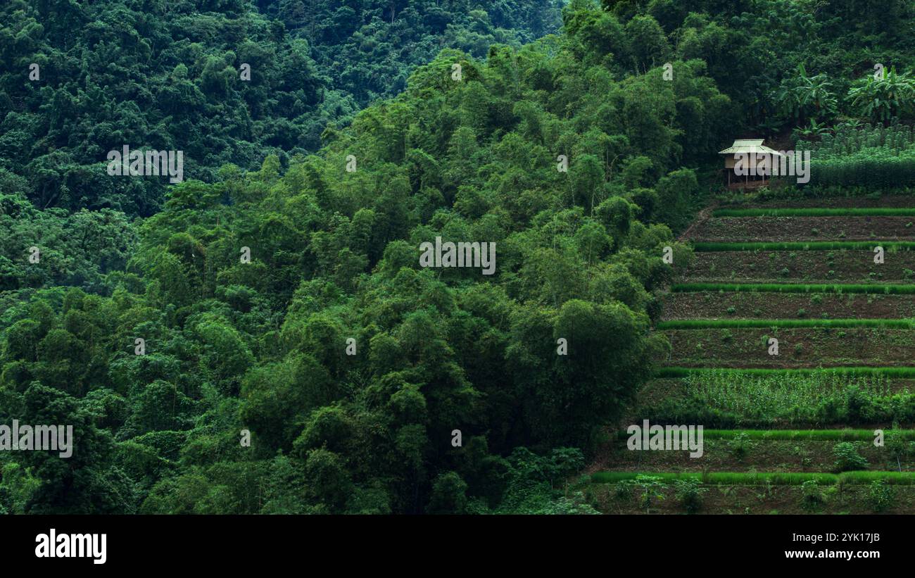 Bamboo forests and traditional hut in terraced fields Stock Photo - Alamy