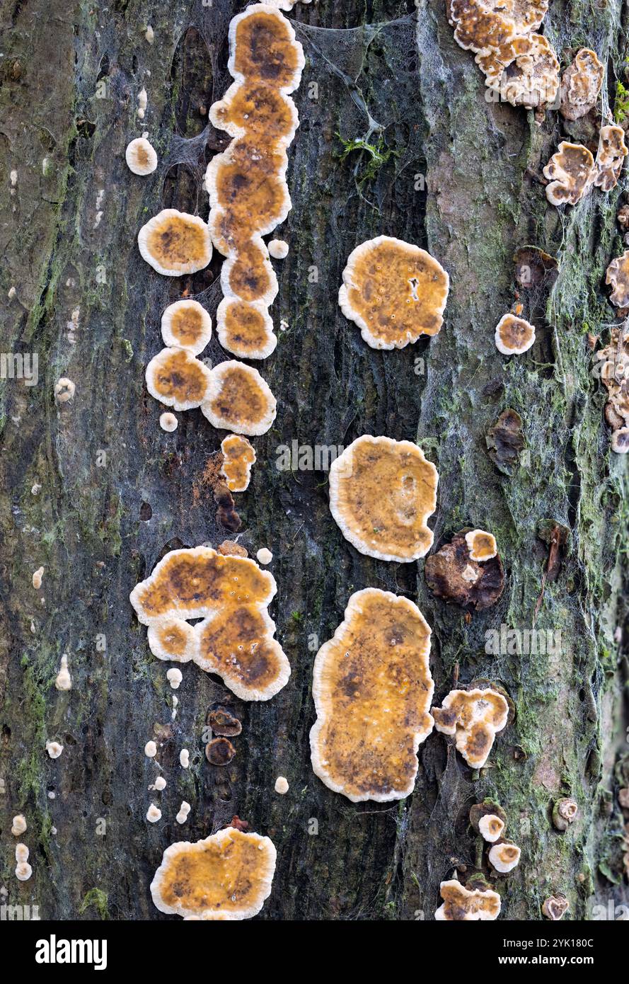 Bleeding light hi-res stock photography and images - Alamy