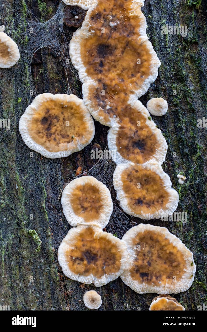 Light is bleeding hi-res stock photography and images - Alamy