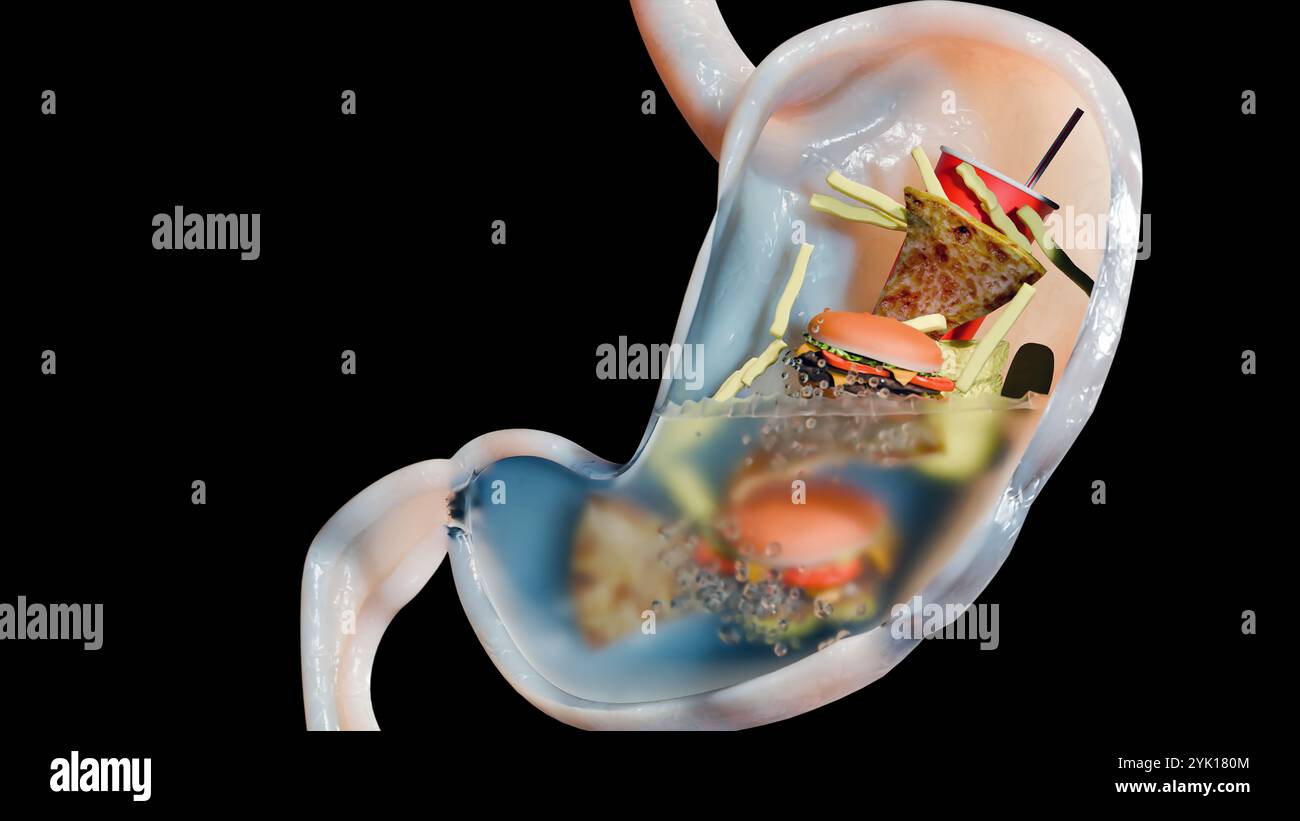 Stomach with Junk food, unhealthy hamburger and pizza and fries ...