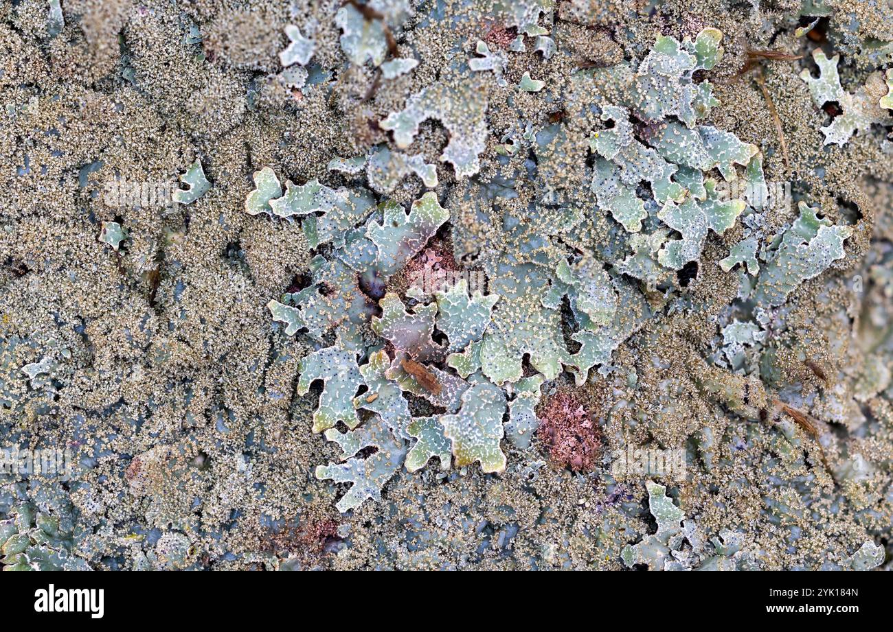Rock shield lichens hi-res stock photography and images - Alamy