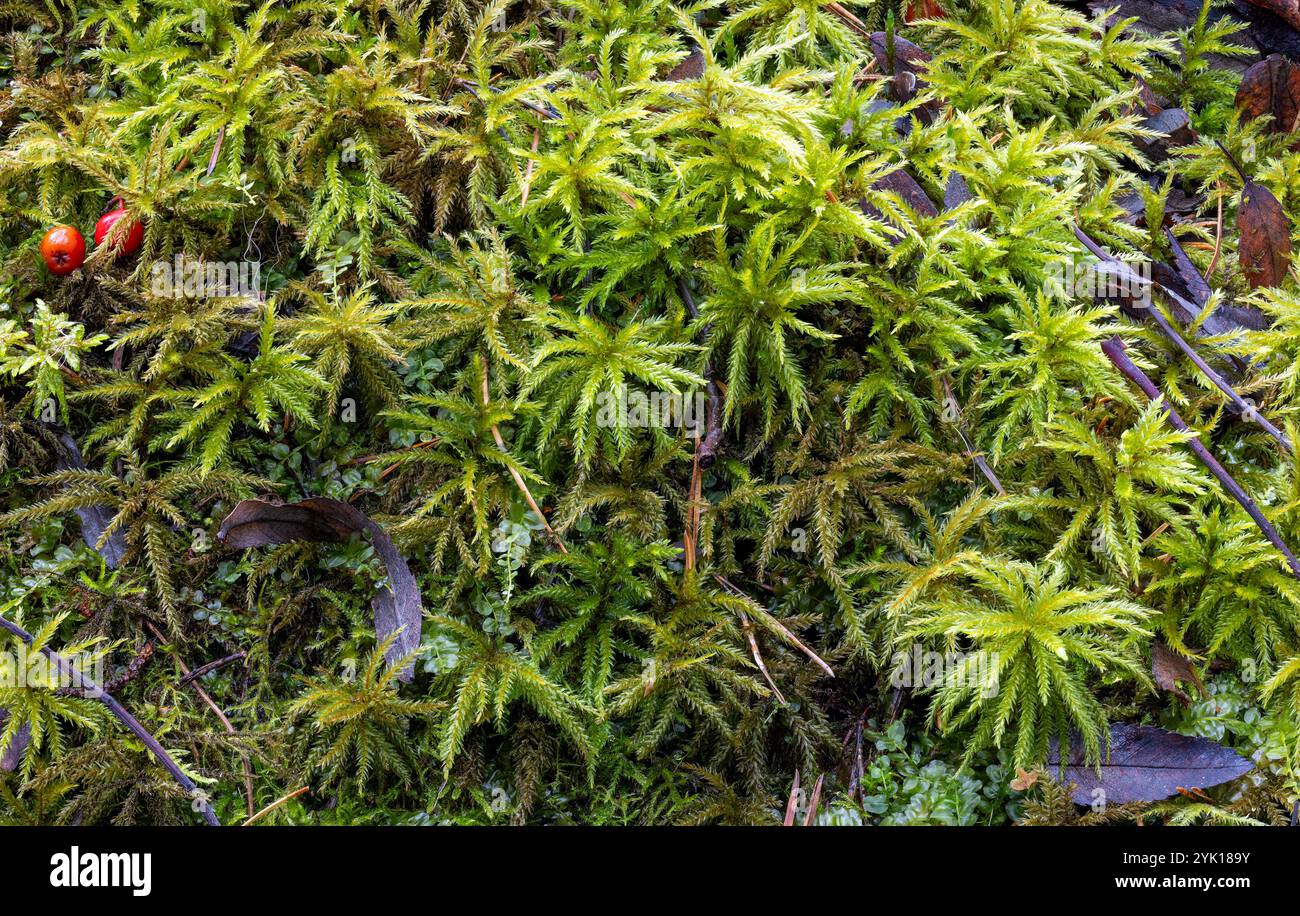 Climacium hi-res stock photography and images - Alamy