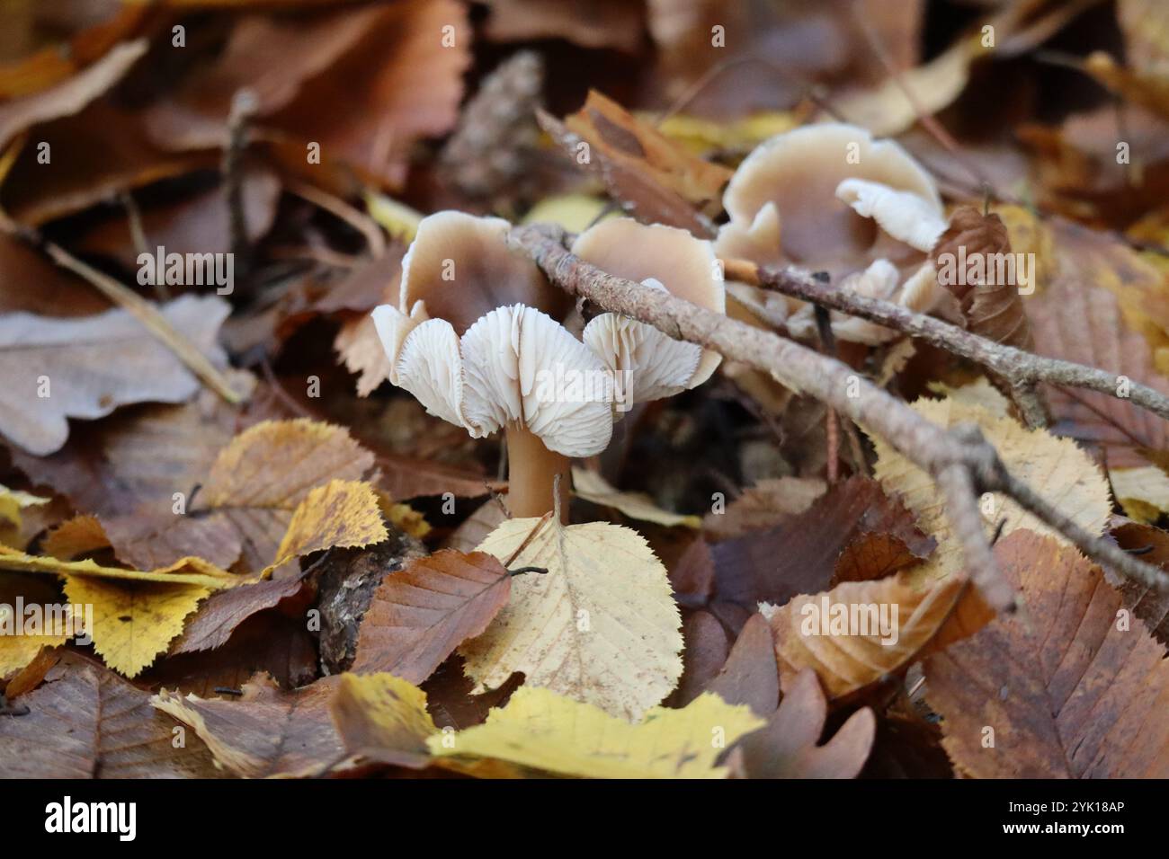 Fragrant funnel mushroom almost killed by a Stick Stock Photo - Alamy