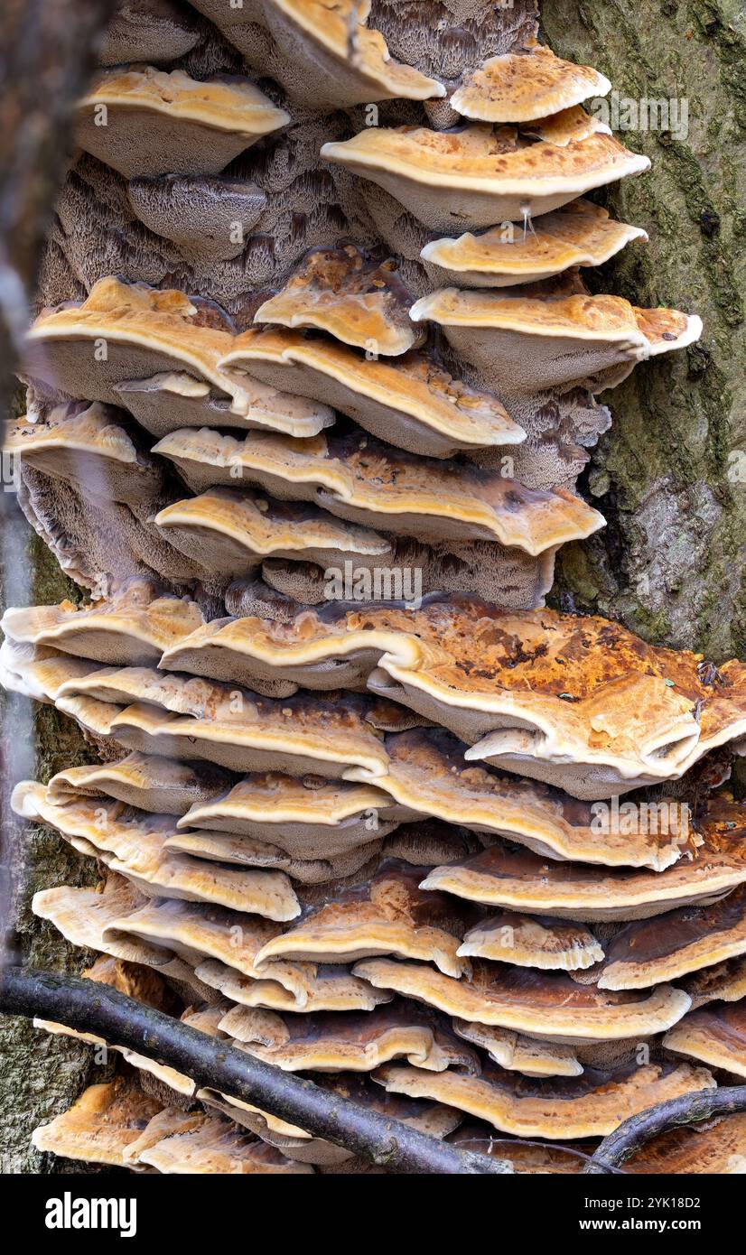 Tree fungus alder tree hi-res stock photography and images - Alamy