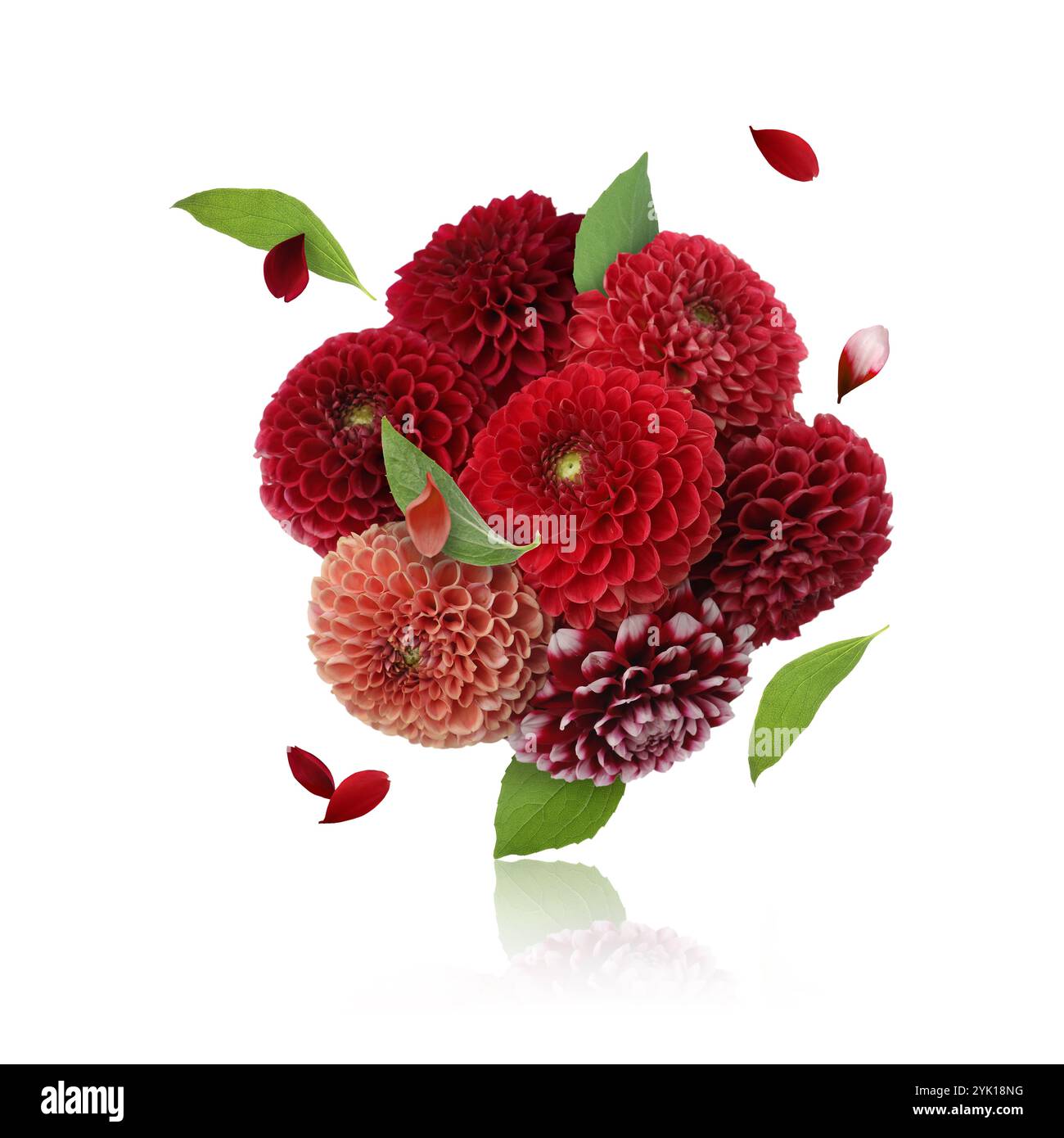 Bright dahlia flowers in air on white background Stock Photo - Alamy