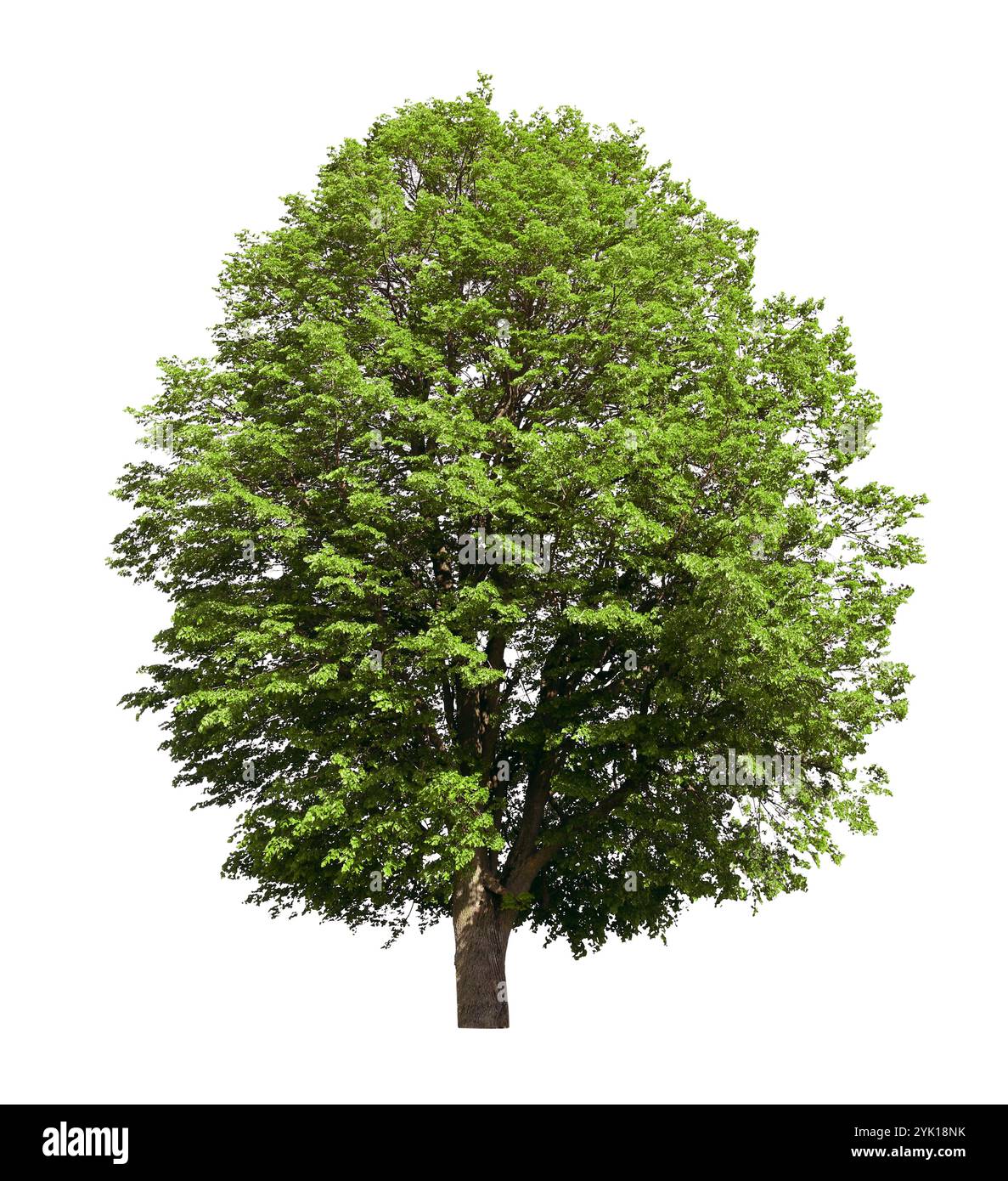 One tree with green leaves isolated on white Stock Photo - Alamy