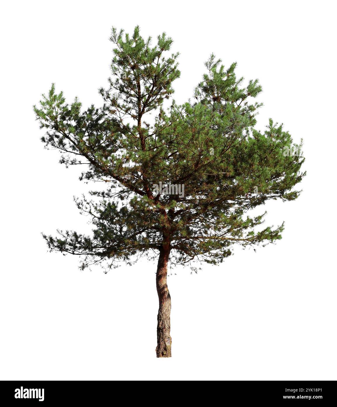 Tall coniferous tree on Cut Out Stock Images & Pictures - Alamy
