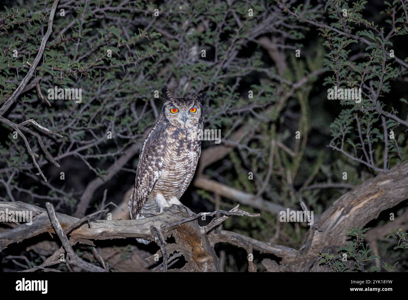 Cape eagle owl bubo capensis hi-res stock photography and images - Alamy